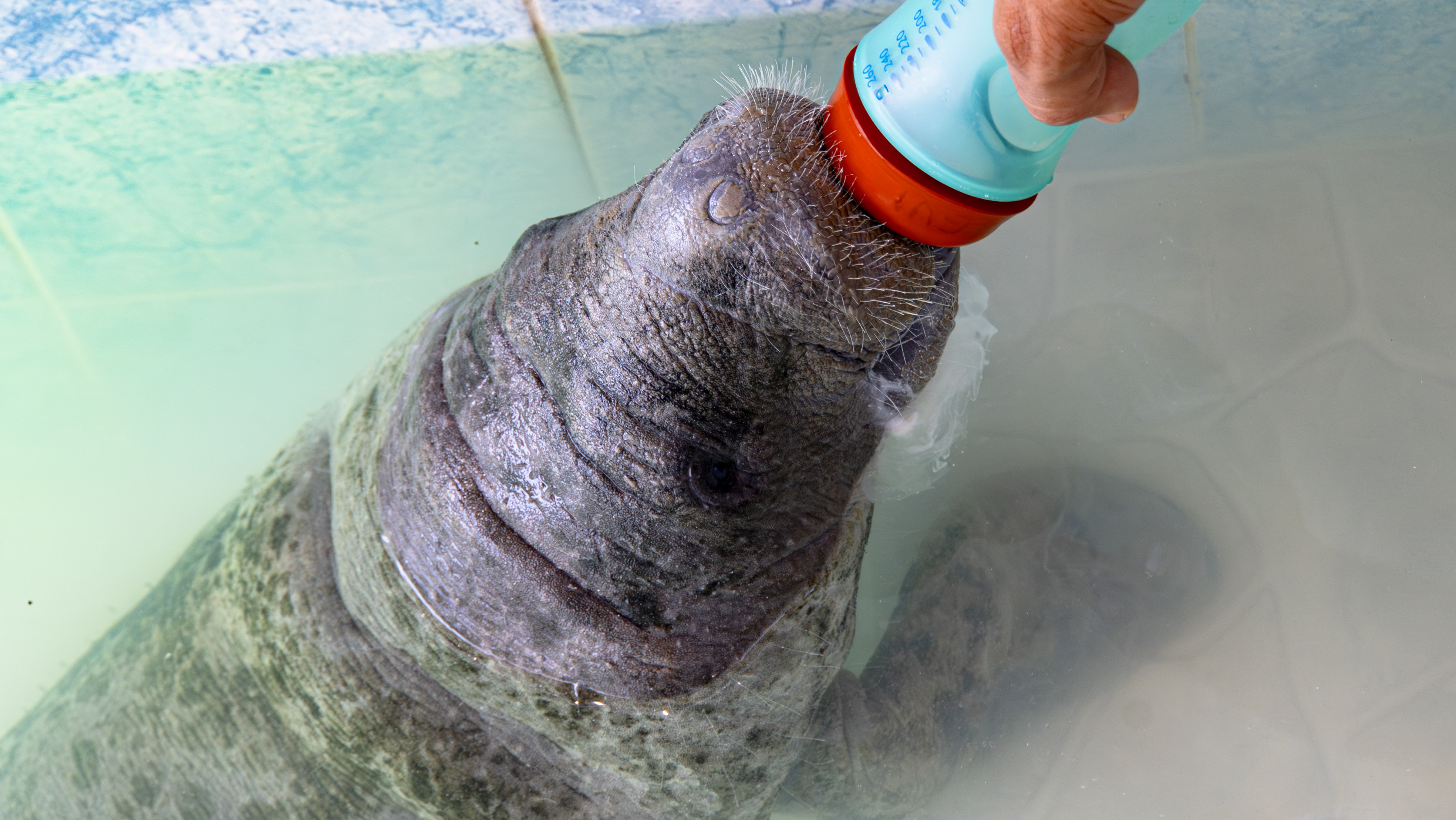 Programa de Radio - Ecosistemas del Dique